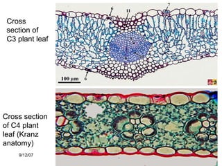 Dark reaction-C3-C4-CAM-partways.pptx | Biological Sciences | Science