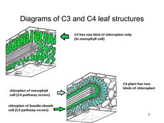Dark reaction-C3-C4-CAM-partways.pptx | Biological Sciences | Science