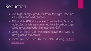 Dark reaction by sohail | PPTX