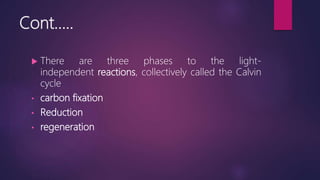 Dark reaction by sohail | PPTX
