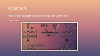 Dark reactions in plants | PPTX