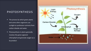 Dark reactions in plants | PPTX