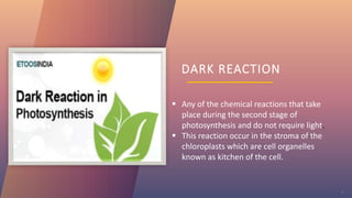 Dark reactions in plants | PPTX