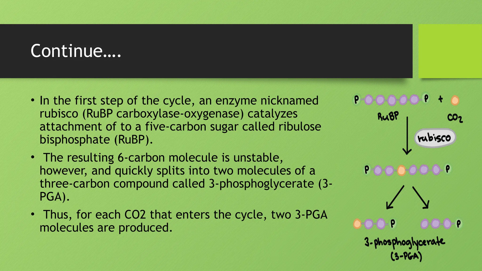 Dark reactions in plants and steps of it's cycle | PPT