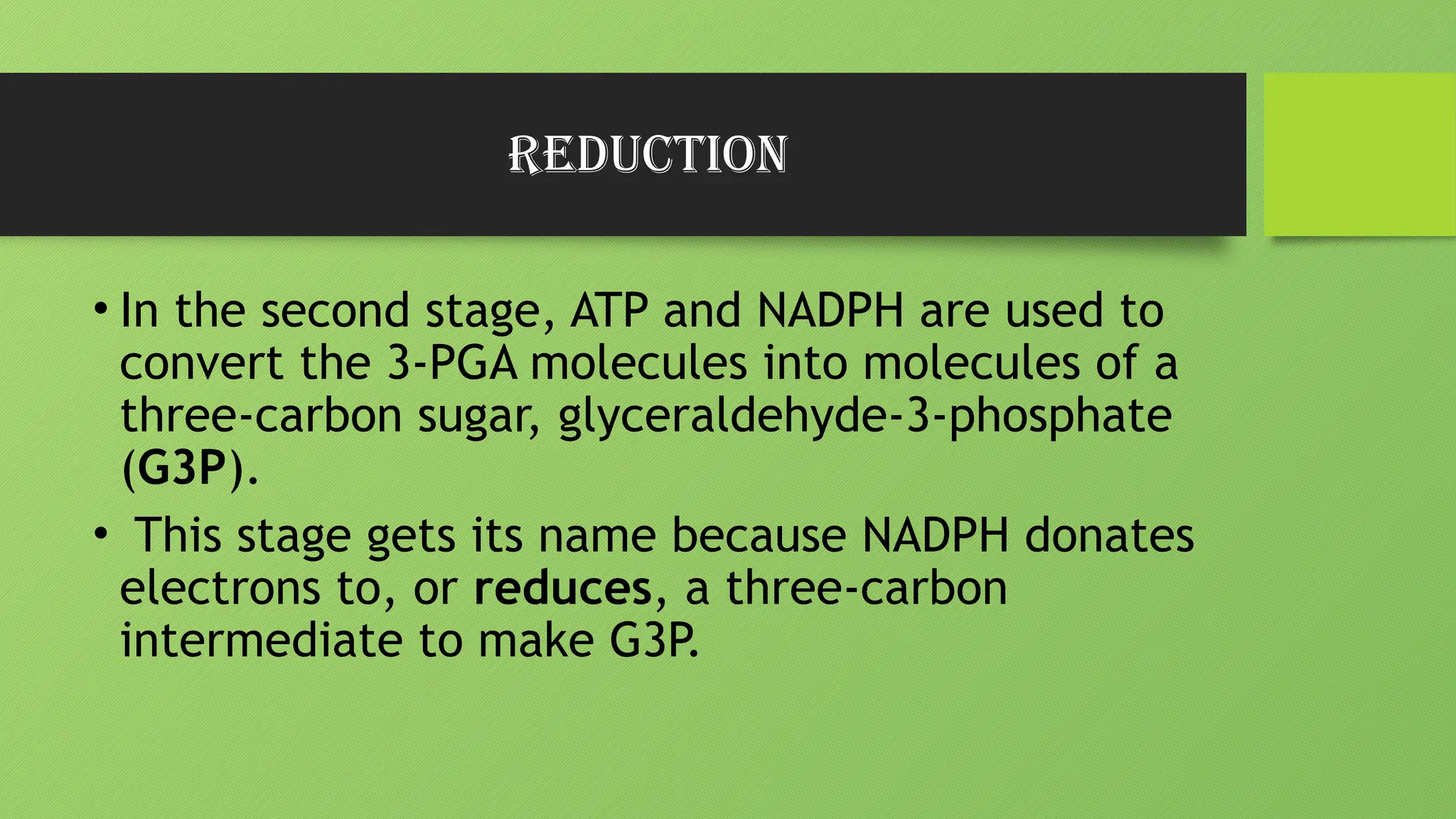 Dark reactions in plants and steps of it's cycle | PPT