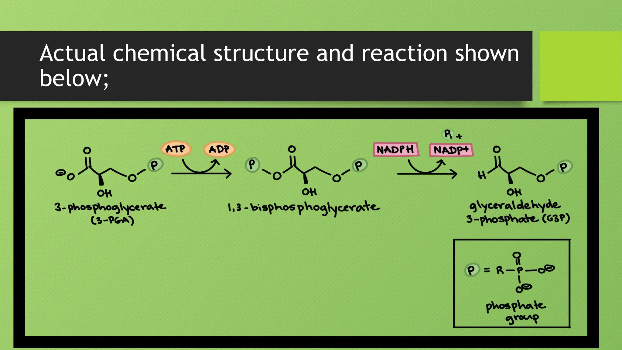 Dark reactions in plants and steps of it's cycle | PPT