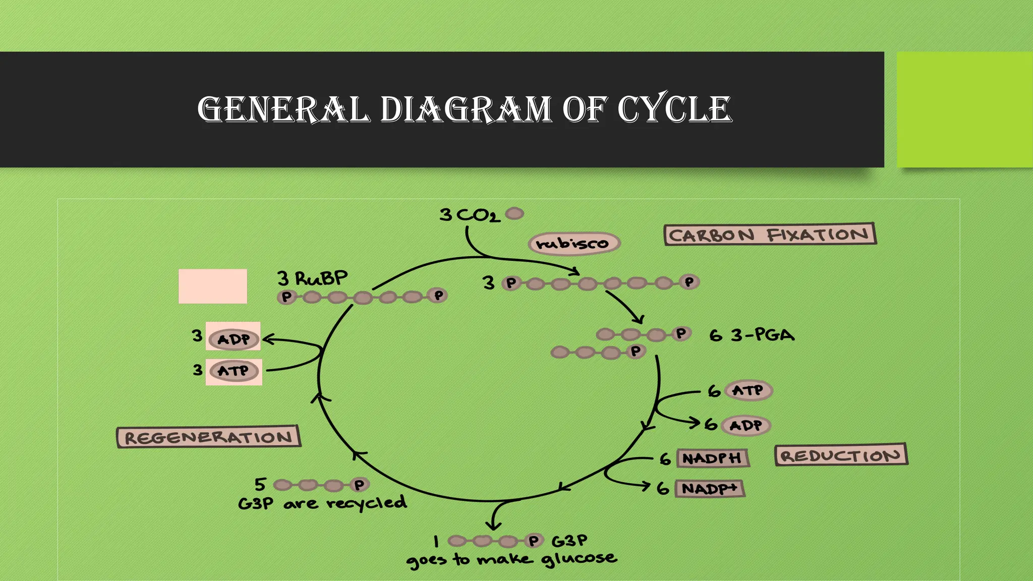 Dark reactions in plants and steps of it's cycle | PPT