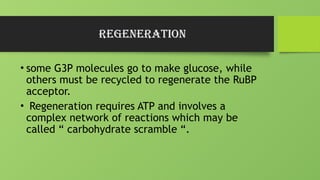 Dark reactions in plants and steps of it's cycle | PPTX