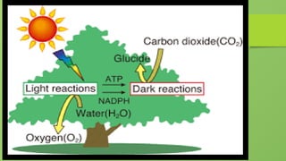 Dark reactions in plants and steps of it's cycle | PPTX