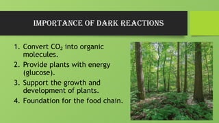Dark reactions in plants and steps of it's cycle | PPTX