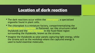 Dark reactions in plants and steps of it's cycle | PPTX