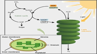 Dark reactions in plants and steps of it's cycle | PPTX