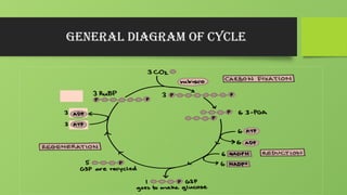 Dark reactions in plants and steps of it's cycle | PPTX
