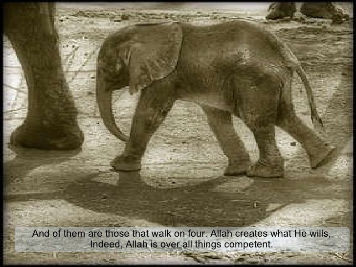 Signs of Allah in Nature