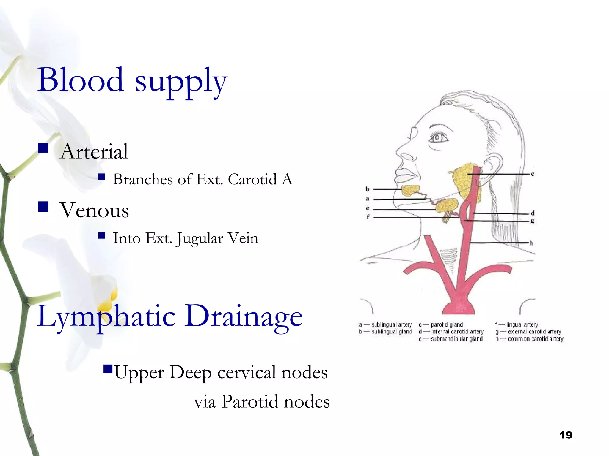 salivary gland and saliva darpan | PPT