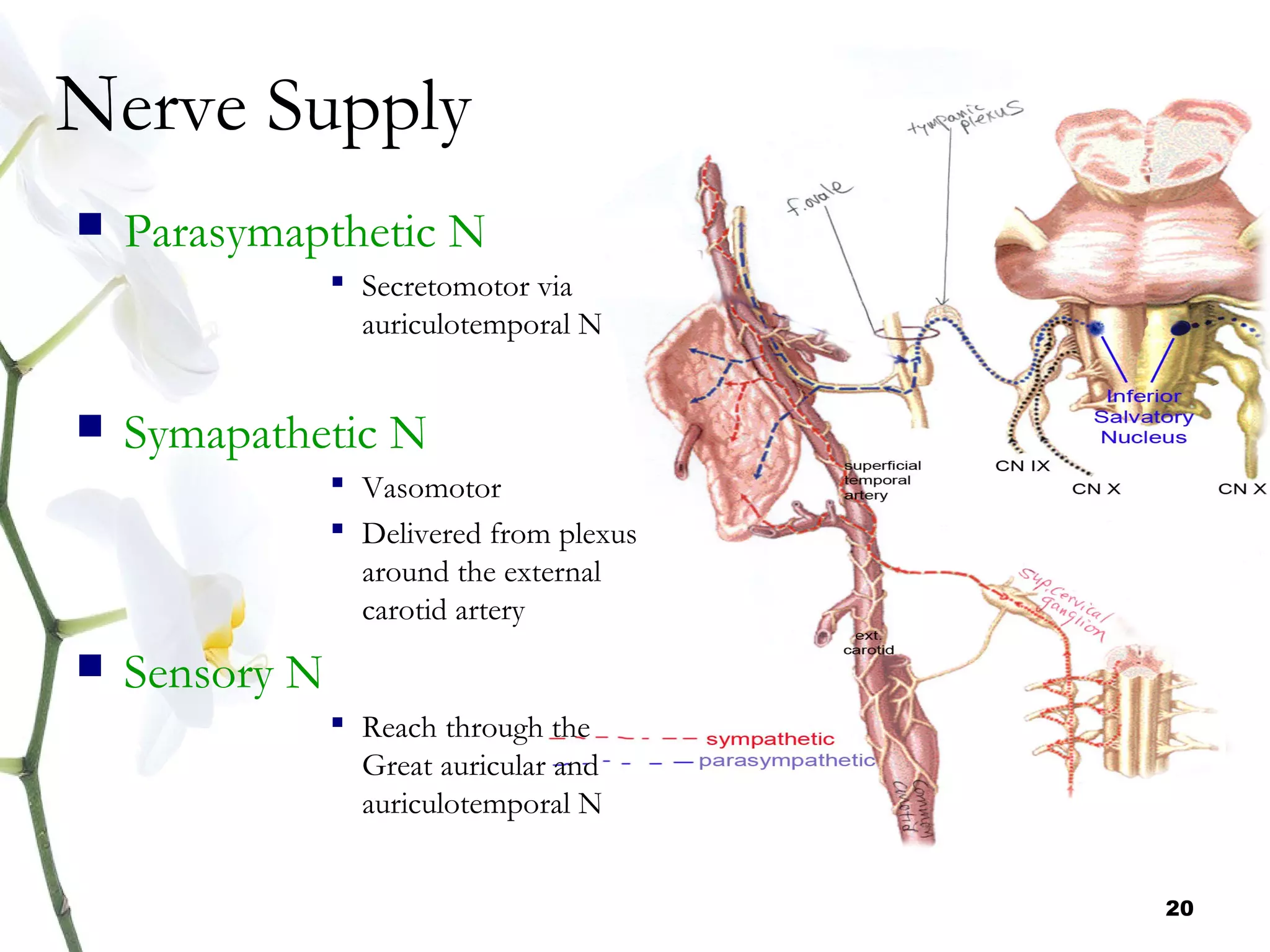 salivary gland and saliva darpan | PPT
