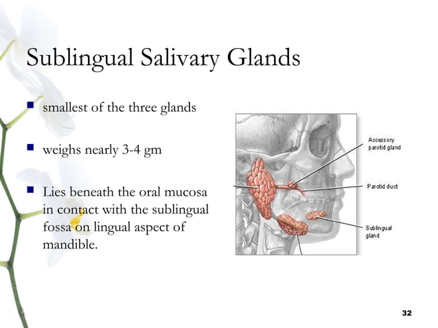 salivary gland and saliva darpan | PPT