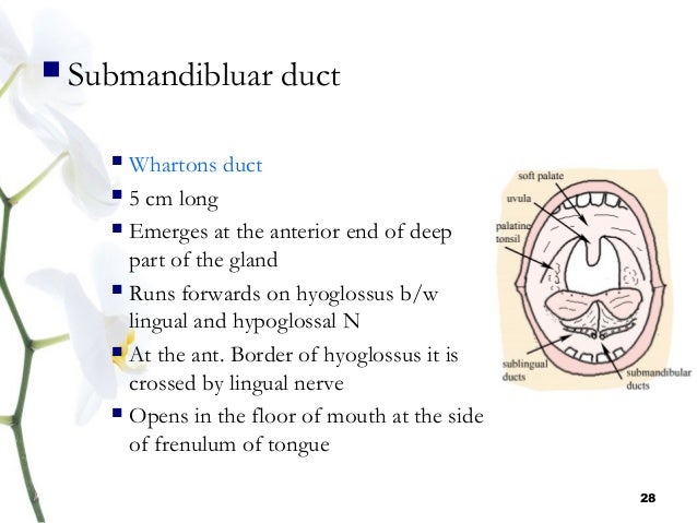 salivary gland and saliva darpan
