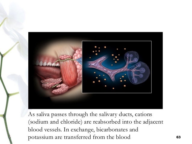 salivary gland and saliva darpan
