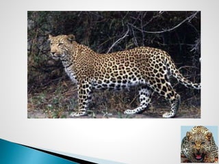 Darrah National Park | PPTX