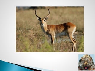 Darrah National Park | PPTX