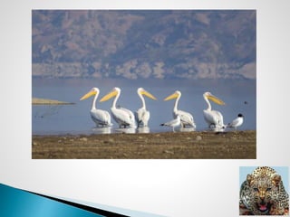 Darrah National Park | PPTX