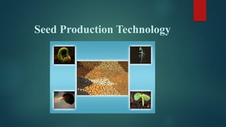 SEED PRODUCTION TECHNOLOGY.pptx SEED PRODUCTION | PPTX