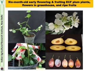 Fas-Track Breeding Approaches in Fruit Crops | PPT