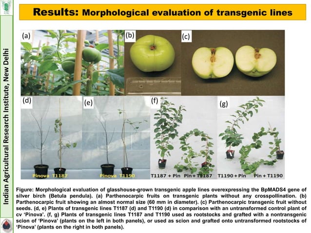 Fas-Track Breeding Approaches in Fruit Crops | PPT