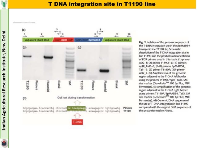 Fas-Track Breeding Approaches in Fruit Crops | PPT
