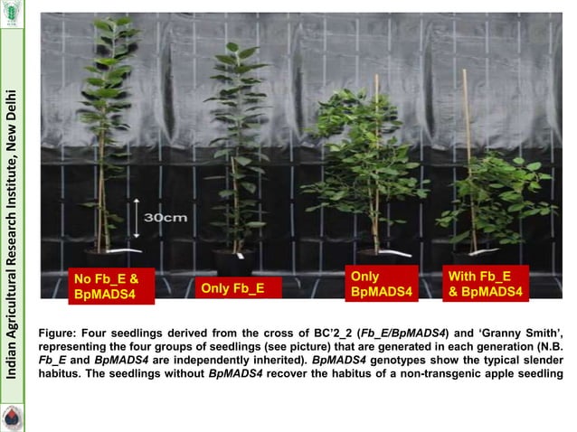 Fas-Track Breeding Approaches in Fruit Crops | PPT