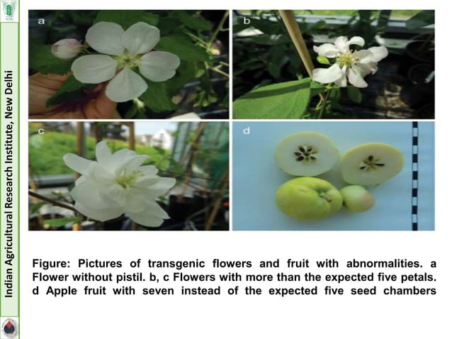 Fas-Track Breeding Approaches in Fruit Crops | PPT