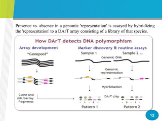 Diversity Arrays Technology