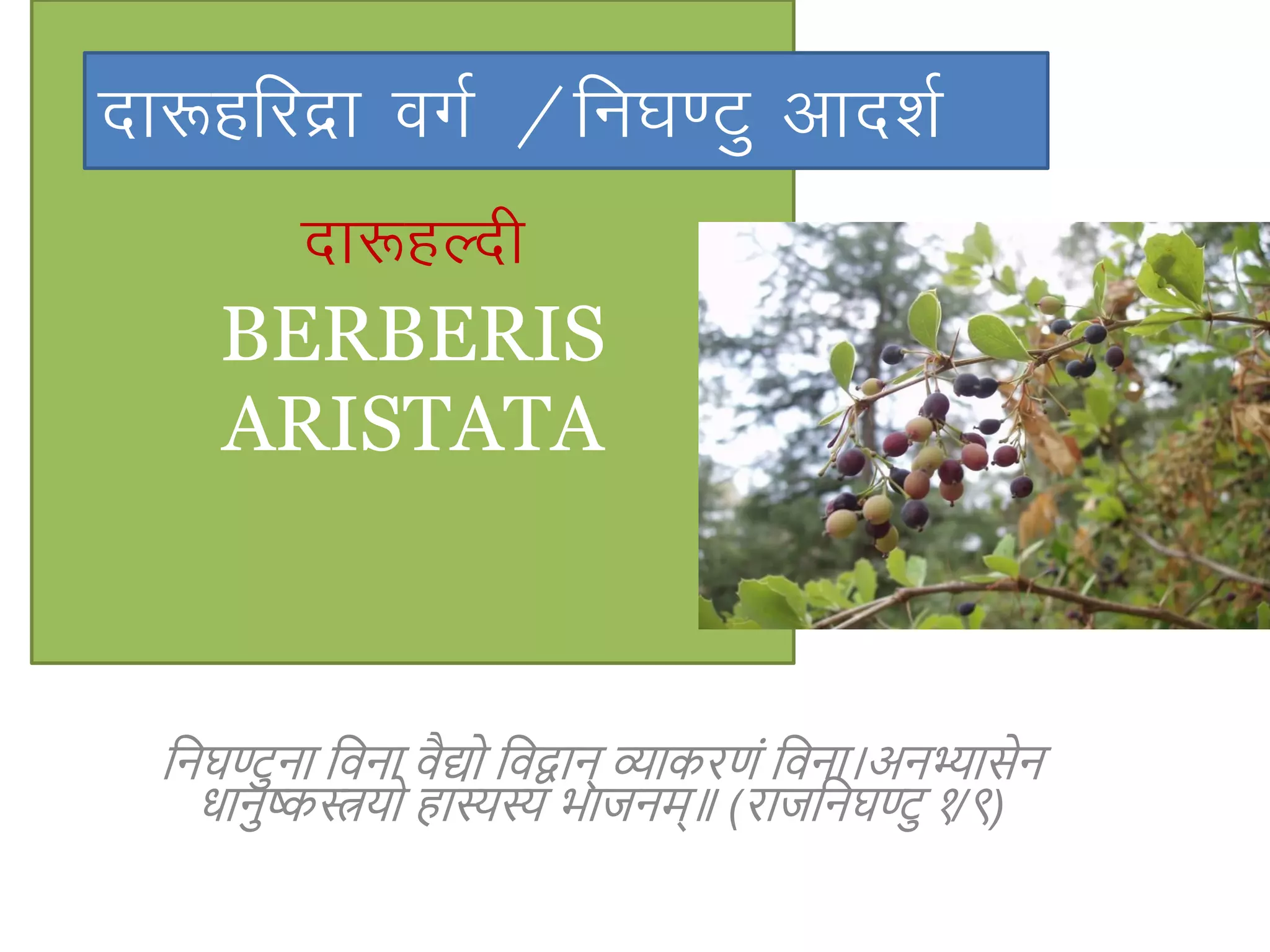 Daruhaldi berberis aristata | PDF
