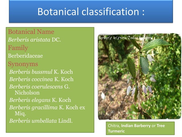 Daruhaldi berberis aristata | PDF