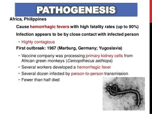filovirus