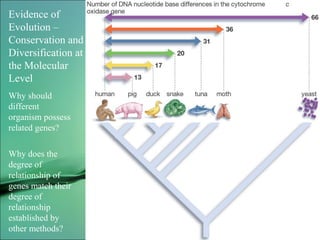 Darwin and-his-theory | PPT