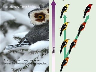 Darwin and-his-theory | PPT | Biological Sciences | Science