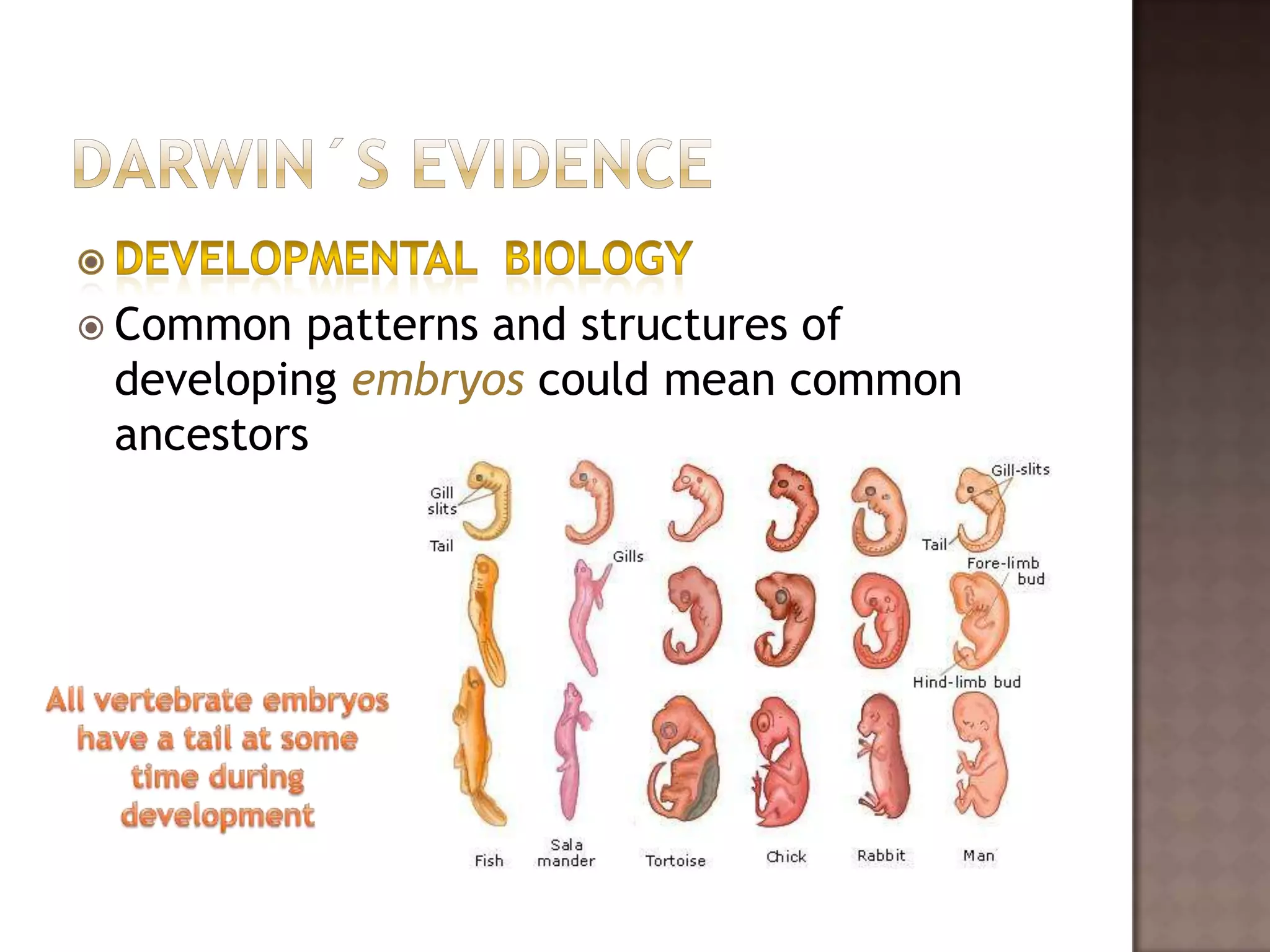 Darwin and evolution_part_2 (2) | PPT