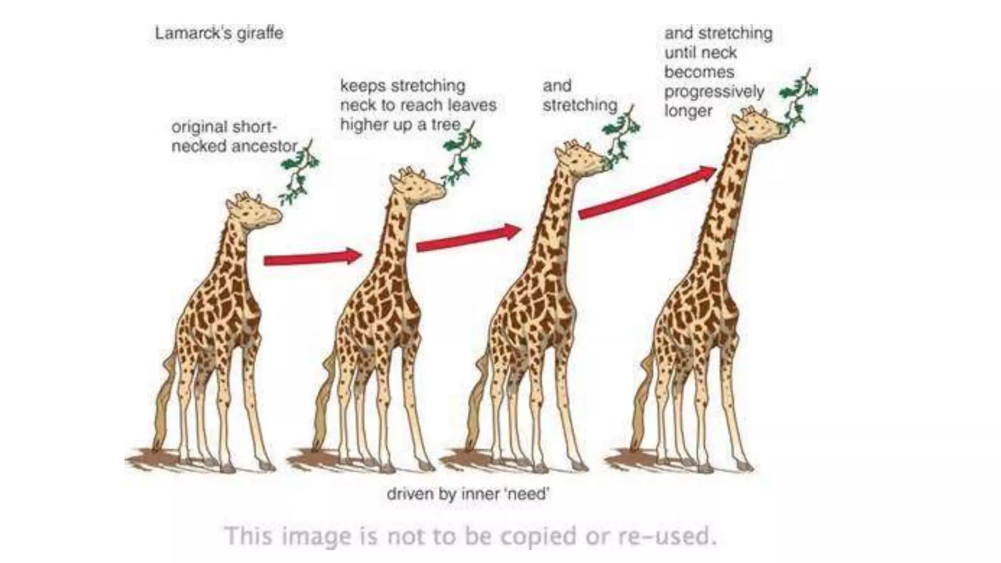 Darwin and lamarck evolution theories | PPTX