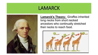 Darwin and lamarck evolution theories | PPTX
