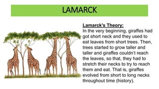 Darwin and lamarck evolution theories | PPTX