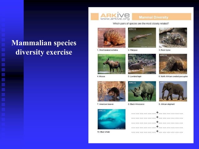 darwin evolution ppt.pptx