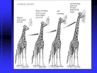 darwin evolution ppt.pptx