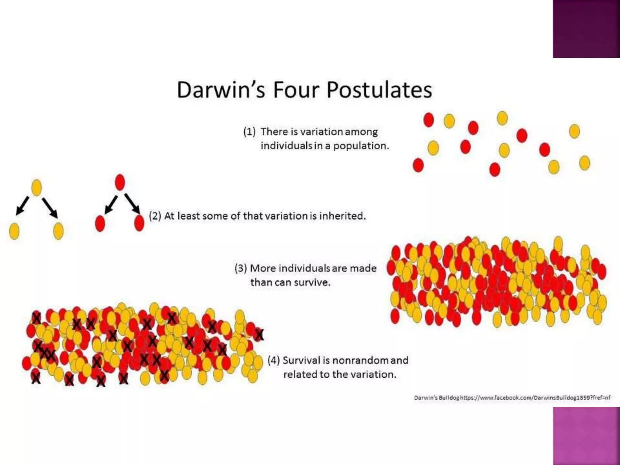 Darwinism and Neo Darwinism | PPTX