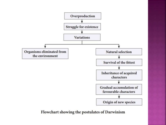Darwinism and Neo Darwinism | PPTX | Biological Sciences | Science