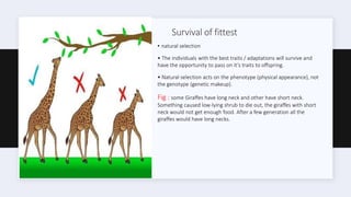 Darwinism and natural selection 7th zol.pptx