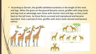 Darwinism theory and its criticism | PPTX