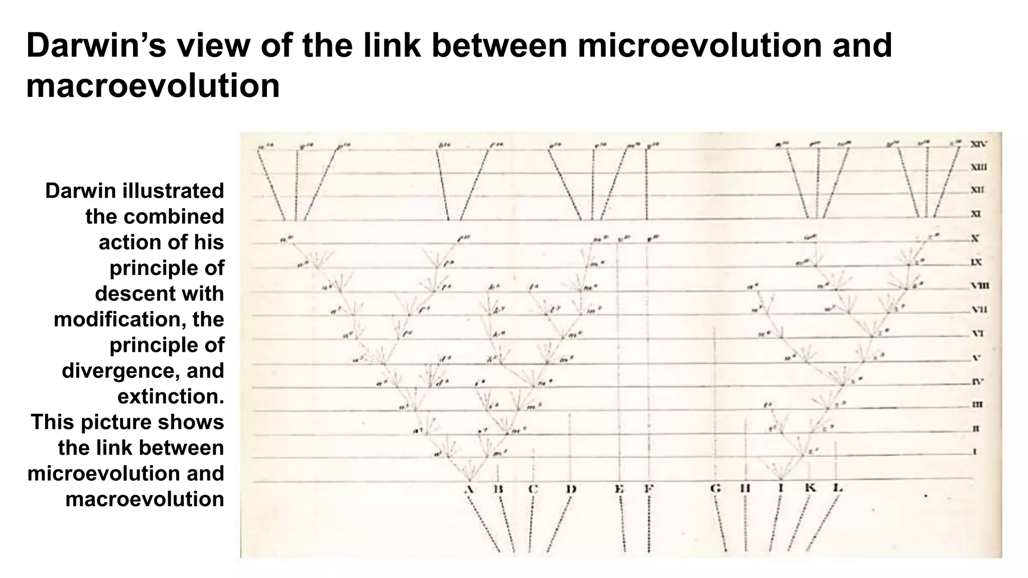 Darwin's Microevolution & Macroevolution (no videos) - Chaidir Adam ...