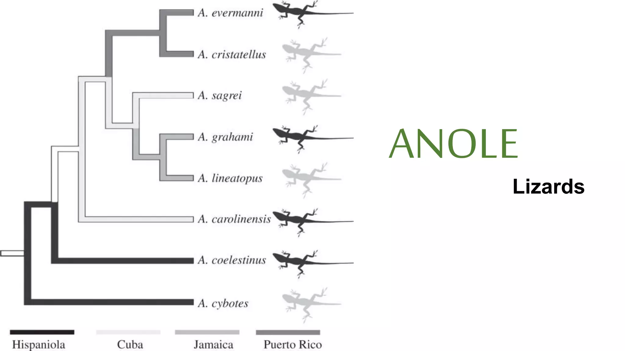 Darwin's Microevolution & Macroevolution (no videos) - Chaidir Adam ...